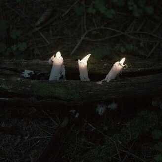 ghostly_lilacs - ghostly_lilacs OnlyFans