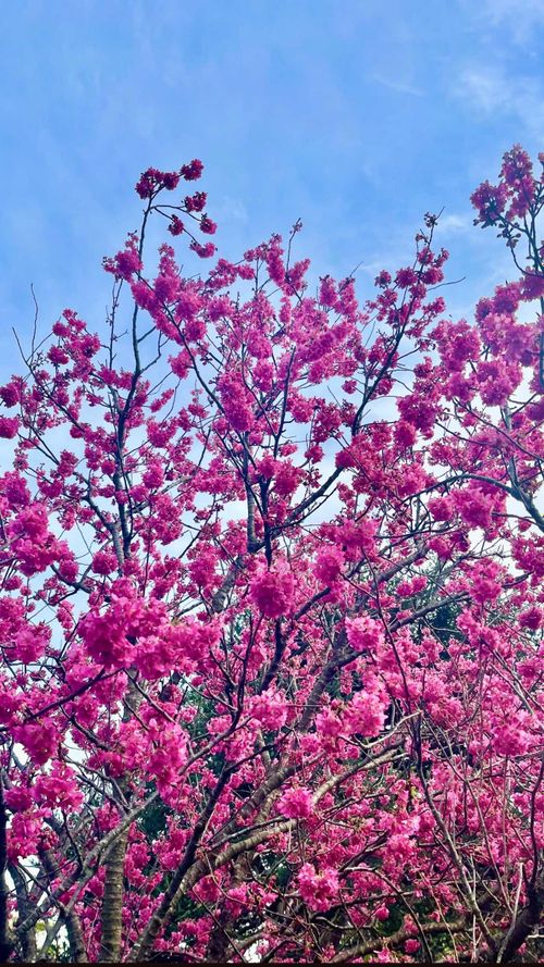 Sinoa - sinoa OnlyFans